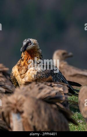 A close up portrait of a bearded vulture ( lammergeier) , Pyrenees ...