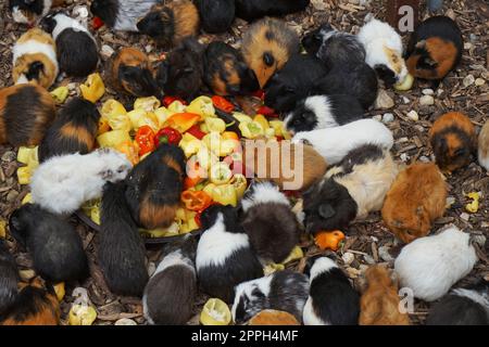 big group of guinea pigs as nice background Stock Photo - Alamy