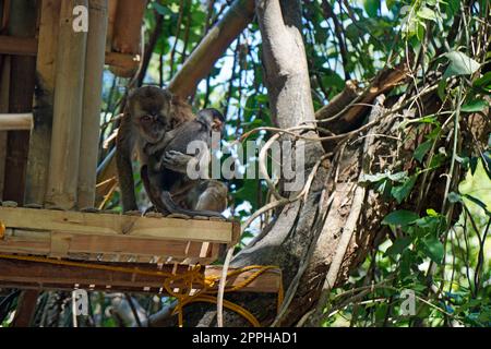 macaque monkeys ion cebu island at the philippines Stock Photo - Alamy