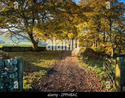 Autumnal colour in the Hodder Valley at Whitewell, Lancashire, UK Stock ...