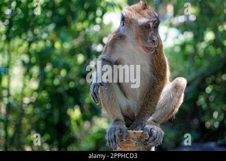 macaque monkeys ion cebu island at the philippines Stock Photo - Alamy