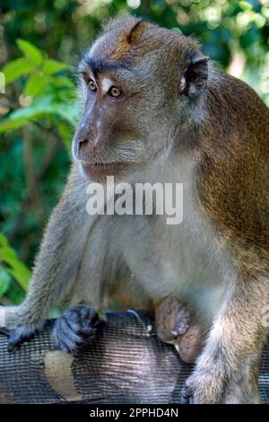macaque monkeys ion cebu island at the philippines Stock Photo - Alamy