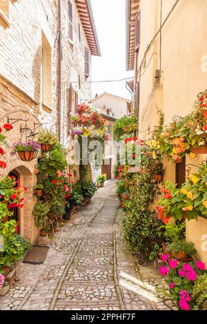 Flowers in ancient street located in Spello village. Umbria Region ...