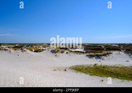Dunescape of Dueodde Strand, the sandy beach on the southeastern tip of ...