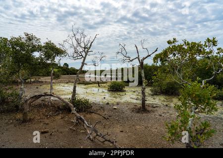 Desolate landscape featuring dried mud, dead trees and stagnant water ...