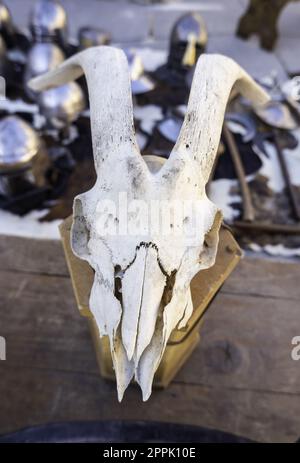 Dry Goat Skull Bone, Goat Skull background in the desert Stock Photo ...