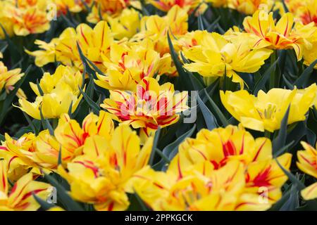 Yellow and red double Monsella tulip closeup Stock Photo - Alamy