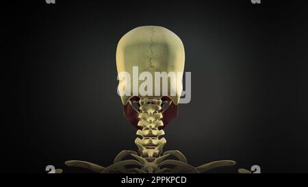 Human skull anatomy animation background Stock Photo - Alamy