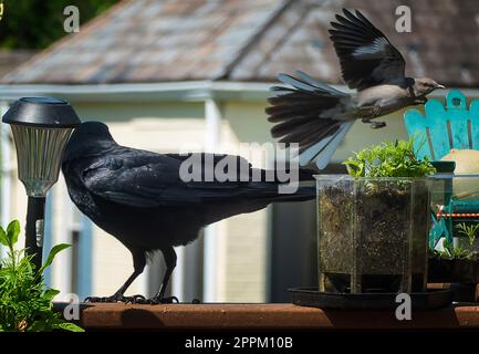 A Large black attacked by a Mockingbird Stock Photo - Alamy