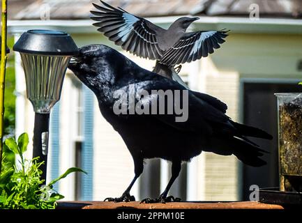 A Large black attacked by a Mockingbird Stock Photo - Alamy