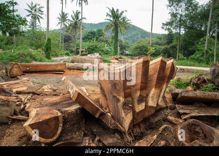 a tropical wood carpentry at the Border Market at the Border of ...