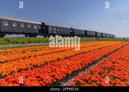 Steam train with tulip field, Hoorn - Medemblik, Noord Holland ...