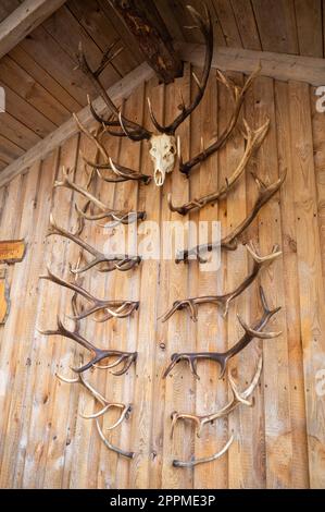A vertical shot of skulls of animals Stock Photo - Alamy