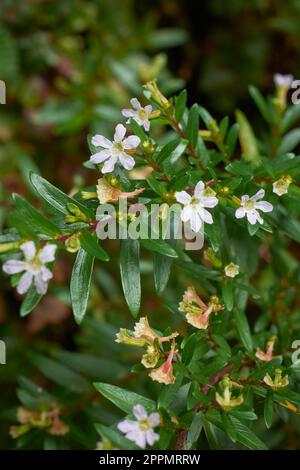 False heather (Cuphea hyssopifolia). Flowering in pot on patio Stock ...