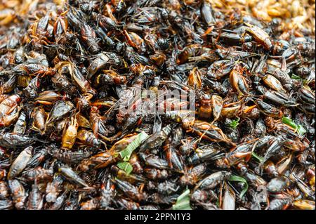 High protein bugs, the food of the future Stock Photo - Alamy