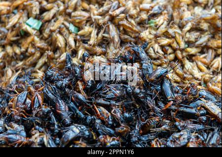 High protein bugs, the food of the future Stock Photo - Alamy
