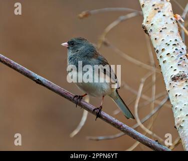 State Coloured Junco perched on a tree branch with a soft brown ...