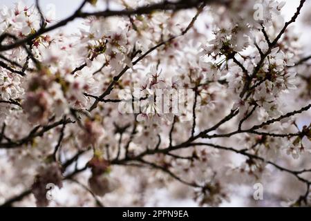 Cherry blossoms after winter and sunnt days Stock Photo - Alamy