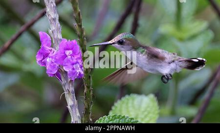 Female snowcap hummingbird - Costa Rica Stock Photo - Alamy