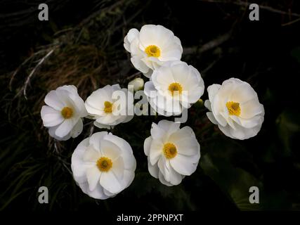 Mount Cook Lillies. Ranunculus lyallii, is a species of Ranunculus ...