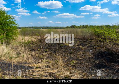 Meadow after the fire. Field edge damaged by fire Stock Photo - Alamy