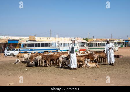 sheep in sudan Stock Photo - Alamy