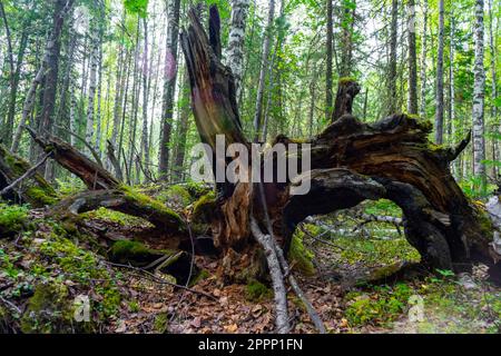 gnarled branches and roots of an upturned tree Stock Photo - Alamy