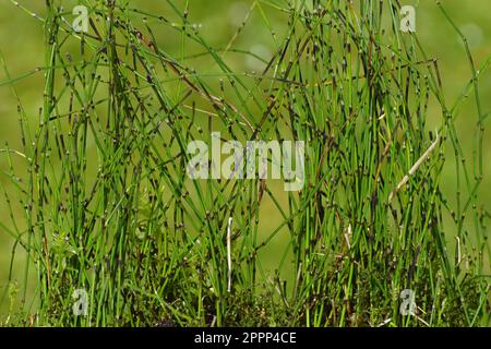 Closeup Small Horsetail, dwarf scouringrush (Equisetum scirpoides ...