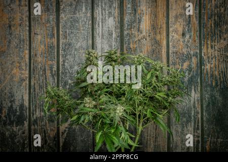 Ripened Matanuska tundra variety of marijuana flower with white ...