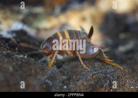 Ant cricket, Myrmecophilous cricket, Ant's nest cricket (Myrmecophilus ...