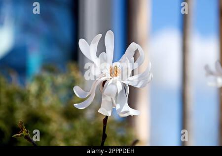 Twig with white bloom and leaves of magnolia tree at springtime in ...