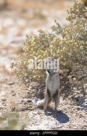 gopher small african mammal animal Stock Photo - Alamy