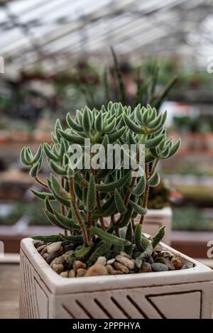 Perfectly arrange succulent in a clay pot with peebles Stock Photo - Alamy