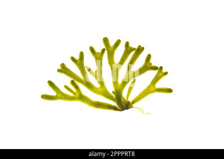 Green alga velvet horn, Codium tomentosum seaweed underwater in the ...