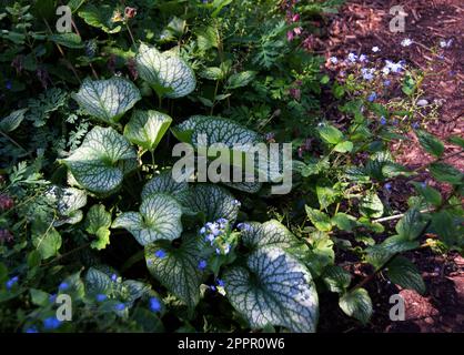 Brunnera and Lamium Stock Photo - Alamy