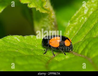 Case-bearing Leaf Beetle (Cryptocephalus mutabilis Stock Photo - Alamy
