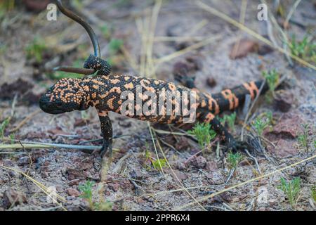 Gila monster in the wild in the Cuenca los Ojos reserve in Agua Prieta ...
