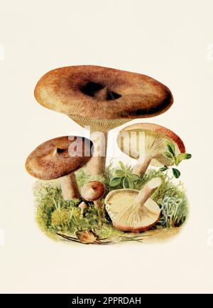 Mushrooms. Fungi botanical art Stock Photo - Alamy