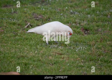 the long billed corella is an all white bird with red on the face and ...
