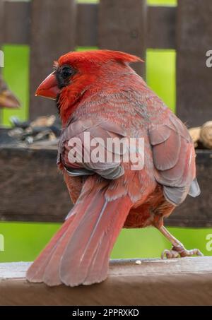 Northern Cardinal poses on the deck Stock Photo - Alamy