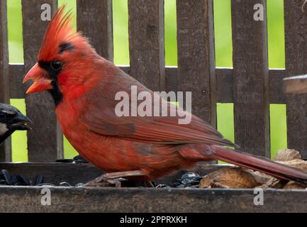 A Northern Cardinal poses on the deck Stock Photo - Alamy