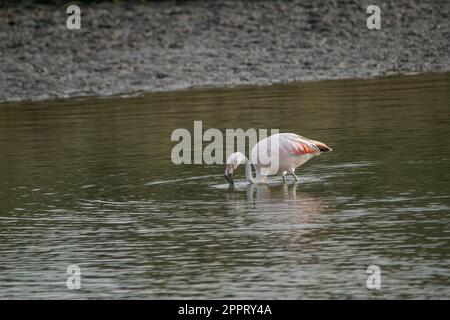 Austral flamingo fishing on the lahoon , in Mar Chiquiita, Bueenos Airs ...