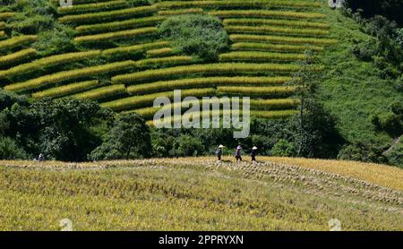 Terrace field in the North West of Vietnam Stock Photo - Alamy