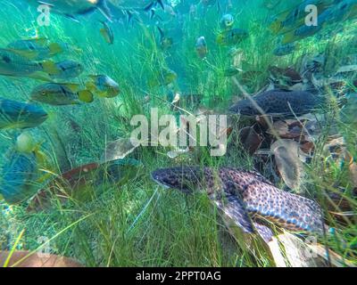 Tropical river fishes in the underwater of amazonian flooded forest ...