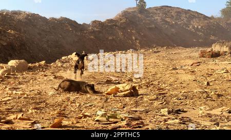 Stray dogs living and playing in the Dumping Ground Stock Photo - Alamy