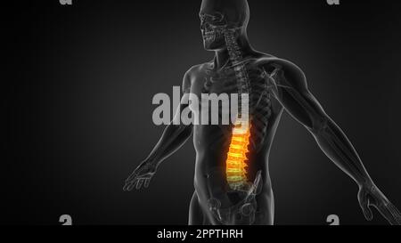 Model of human spine, lower part, 3D render Stock Photo - Alamy