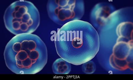 Dividing or multiplying cells or Mitosis Stock Photo - Alamy