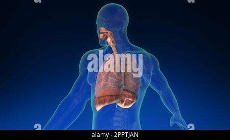 Medical 3d animation of the human lung inside human body with its parts ...