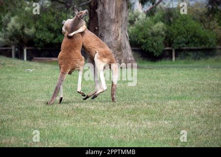 the two male kangaroos are fighting over who will end up mating with ...
