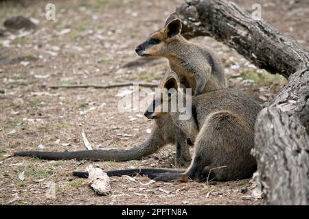 The swamp wallaby has dark brown fur, often with lighter rusty patches ...